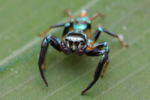 Spiders & Insects of Thailand Koh Samui 2017 - wildmacro - extreme ...