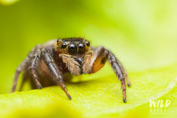 Jumping spiders (Salticidae) - wildmacro - extreme macro photography
