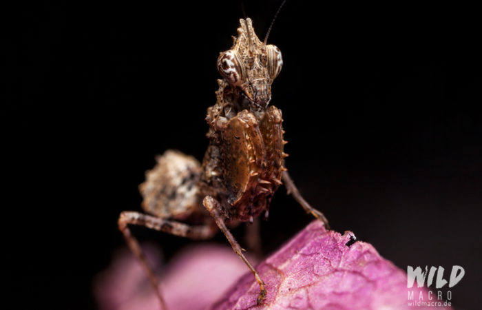 Praying mantids (Mantodea) - wildmacro - extreme macro photography