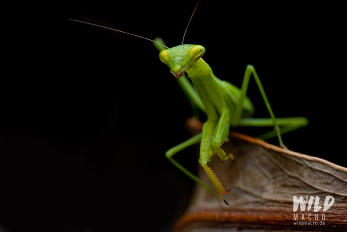 Praying mantids (Mantodea) - wildmacro - extreme macro photography