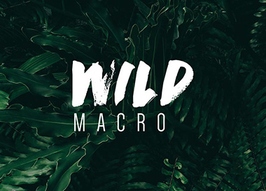 Home - wildmacro - extreme macro photography of fascinating spiders ...