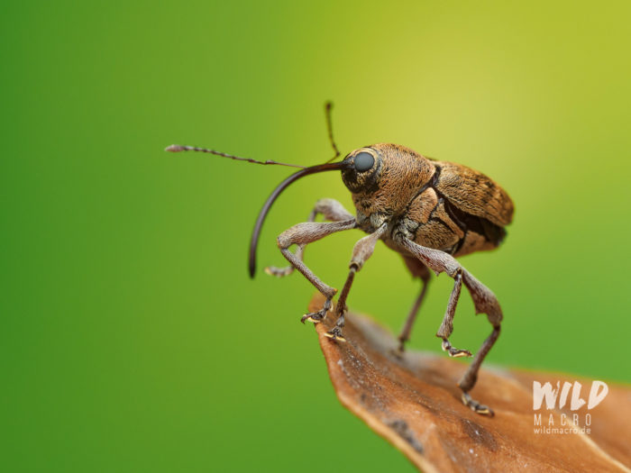 The Best Flash Diffusers for Macro Photography - wildmacro - extreme ...