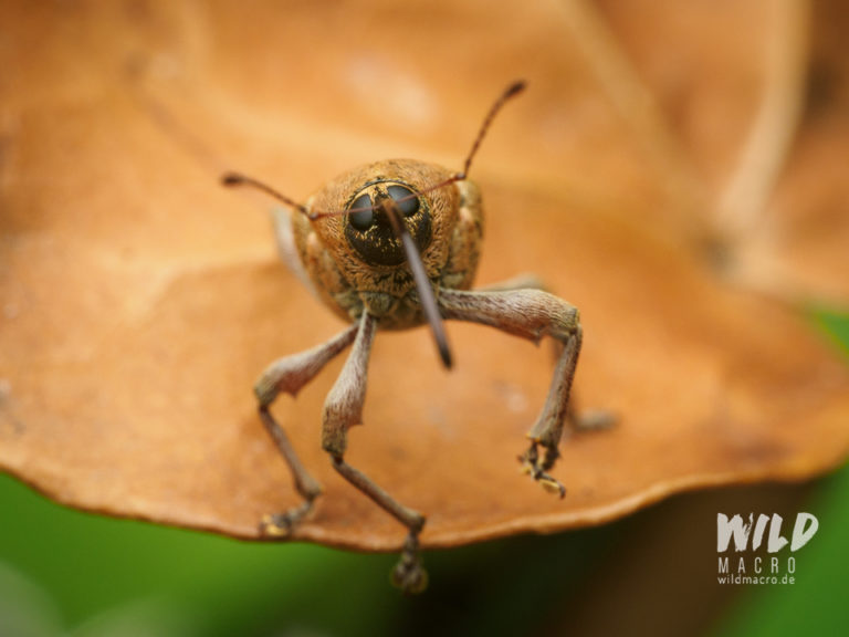 The Best Flash Diffusers for Macro Photography - wildmacro - extreme ...