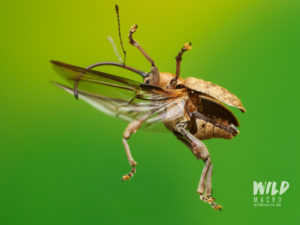 The Best Flash Diffusers for Macro Photography - wildmacro - extreme ...