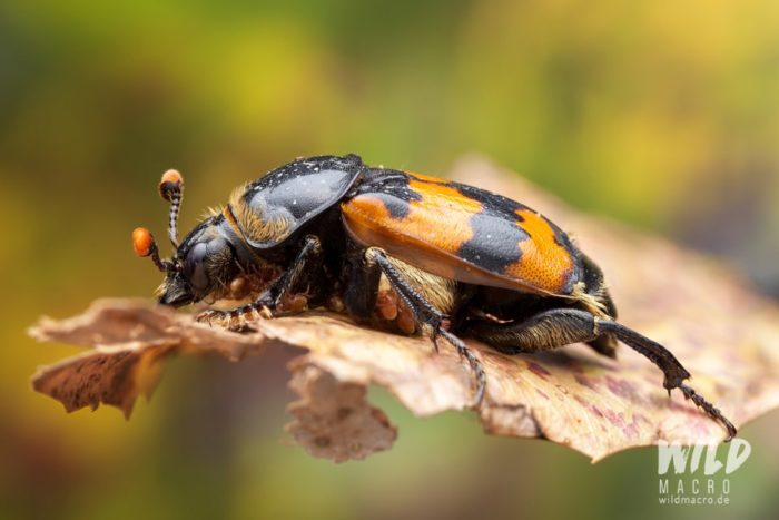 Best tips for Insect Macro Photography - A guide to photographing ...