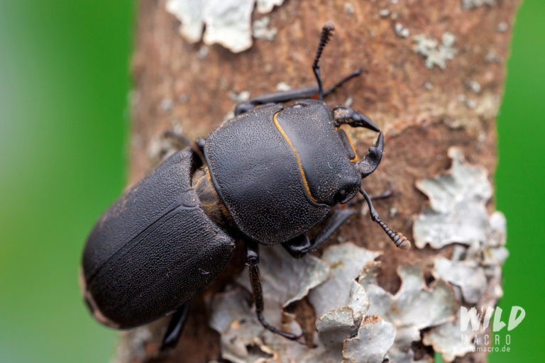 The Best Flash Diffusers for Macro Photography - wildmacro - extreme macro photography