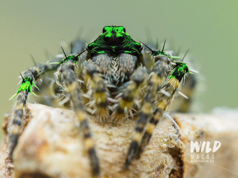 How to get sharper macro photos with focus stacking - wildmacro ...