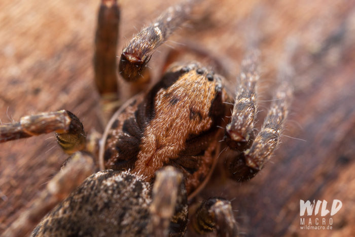 Griswoldia robusta - The most african spider in the world - wildmacro ...