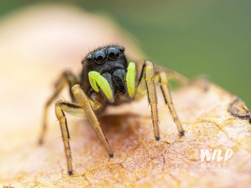 Where is the best place to find jumping spiders? - wildmacro - extreme ...