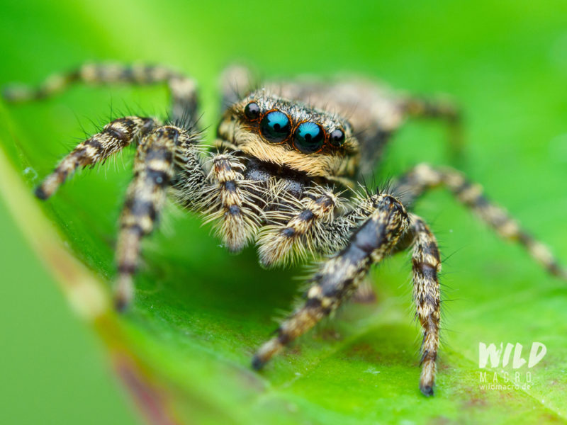 Jumping spiders (Salticidae) - wildmacro - extreme macro photography