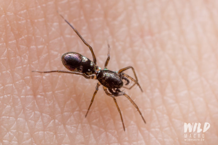 Ant mimicry by spiders - wildmacro - extreme macro photography