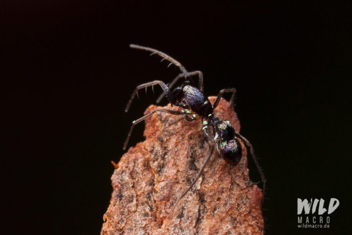 Ant mimicry by spiders - wildmacro - extreme macro photography