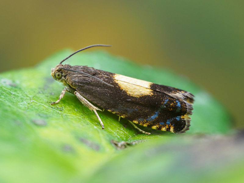 OM SYSTEM - Olympus MFT - die perfekte Kamera für Makrofotografie ...
