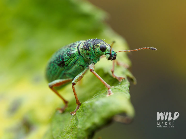 Differences between a flash and an LED light for macro photography ...