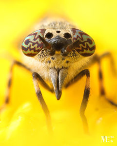 The Best Flash Diffusers for Macro Photography - wildmacro - extreme ...