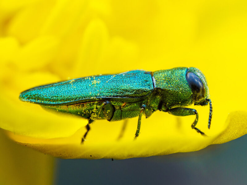 Best tips for Insect Macro Photography - A guide to photographing ...