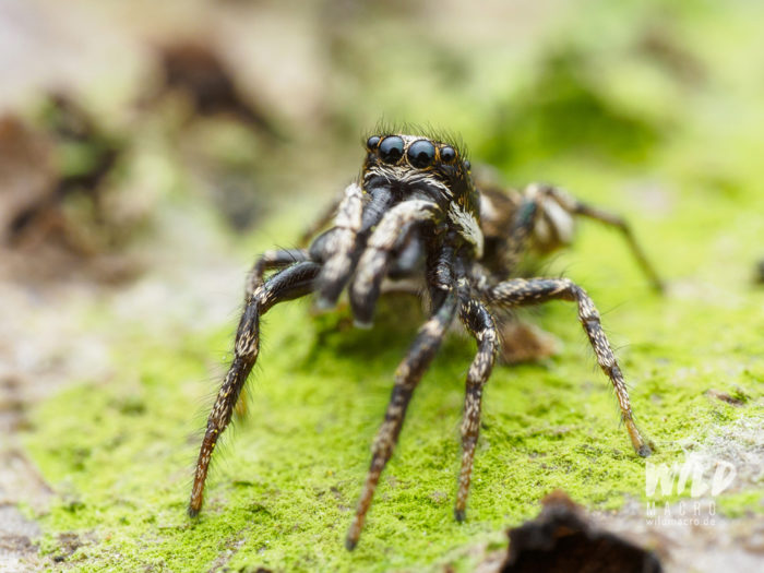 Jumping spiders (Salticidae) - wildmacro - extreme macro photography