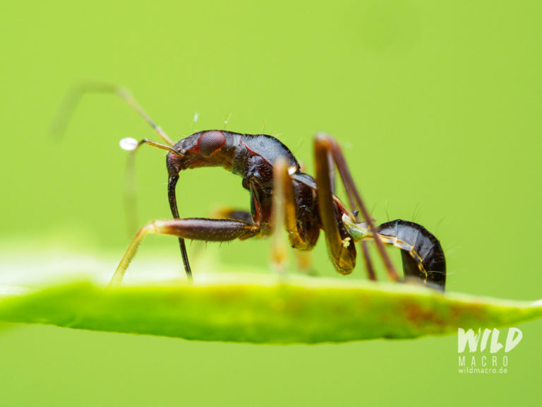 The Best Flash Diffusers for Macro Photography - wildmacro - extreme ...