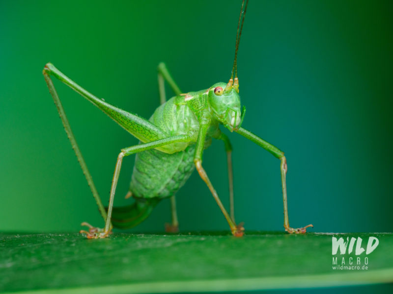 The Best Flash Diffusers for Macro Photography - wildmacro - extreme ...