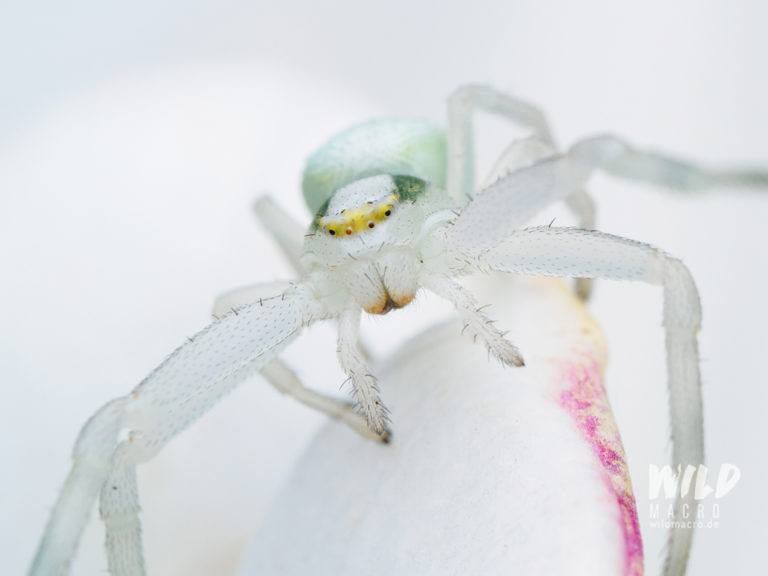 The Best Flash Diffusers for Macro Photography - wildmacro - extreme ...