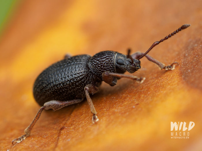 The Best Flash Diffusers for Macro Photography - wildmacro - extreme ...