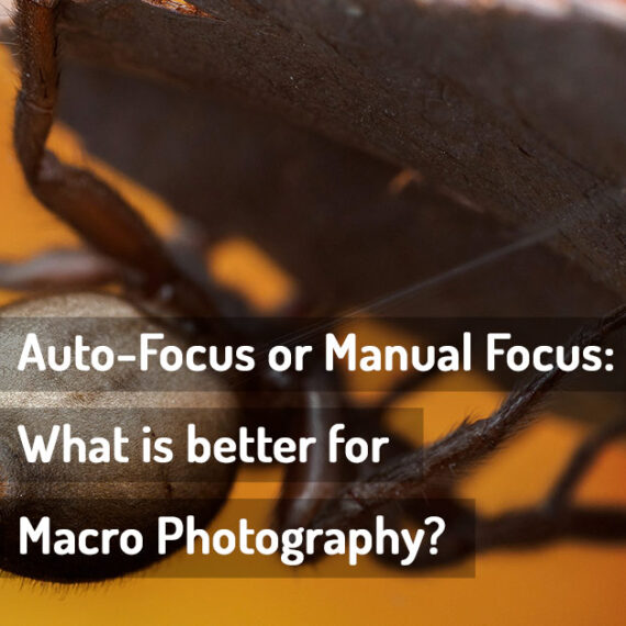 How to: Focus Stacking and Bracketing techniques for Macro Photography ...