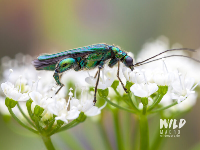 Differences between a flash and an LED light for macro photography ...