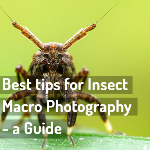 Macro Diffuser Comparison: Cygnustech Diffuser, AK Diffuser, Trick Bits Diffuser - wildmacro ...