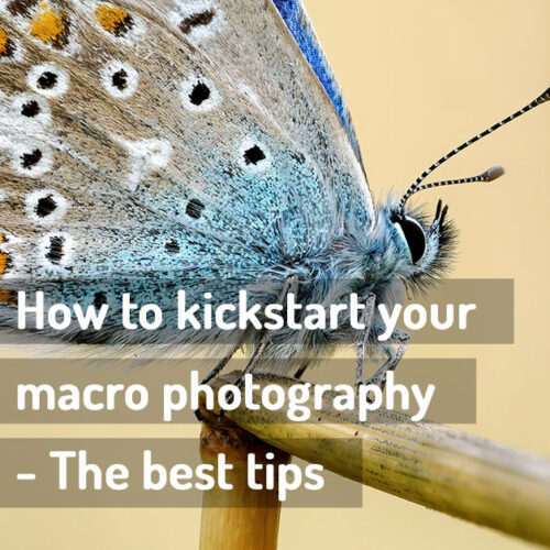 Test: Olympus M.Zuiko 60mm Makro - wildmacro - extreme macro photography