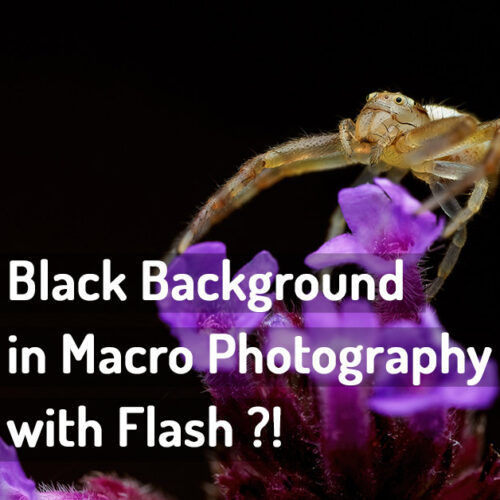 Macro Diffuser Comparison: Cygnustech Diffuser, AK Diffuser, Trick Bits Diffuser - wildmacro ...