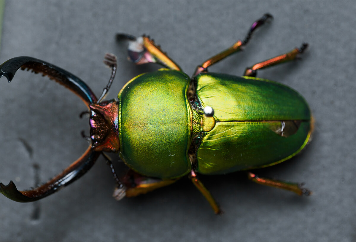 Macro photography: the importance of a Diffuser - wildmacro - extreme ...