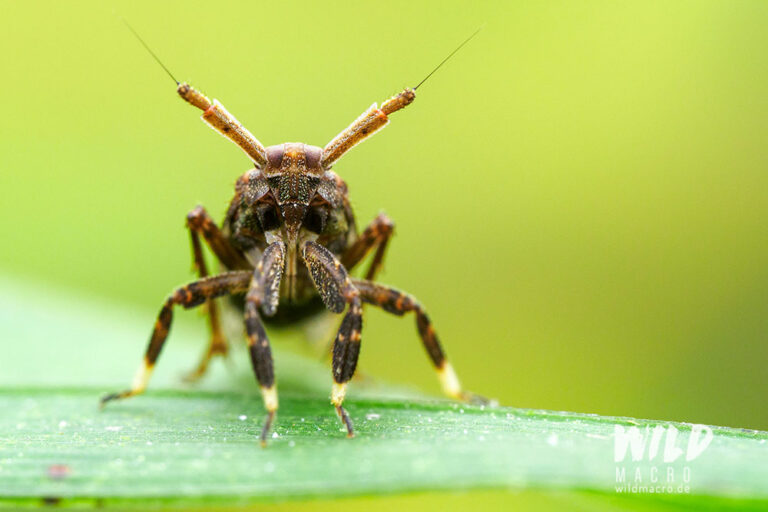 Best tips for Insect Macro Photography - A guide to photographing ...