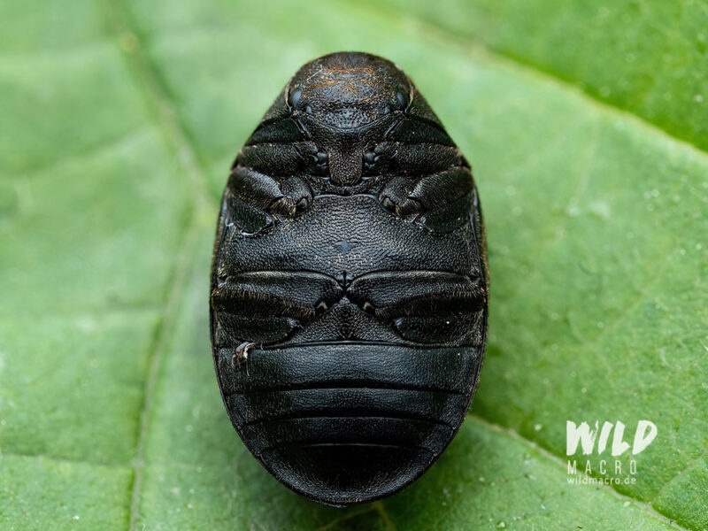 Best tips for Insect Macro Photography - A guide to photographing ...