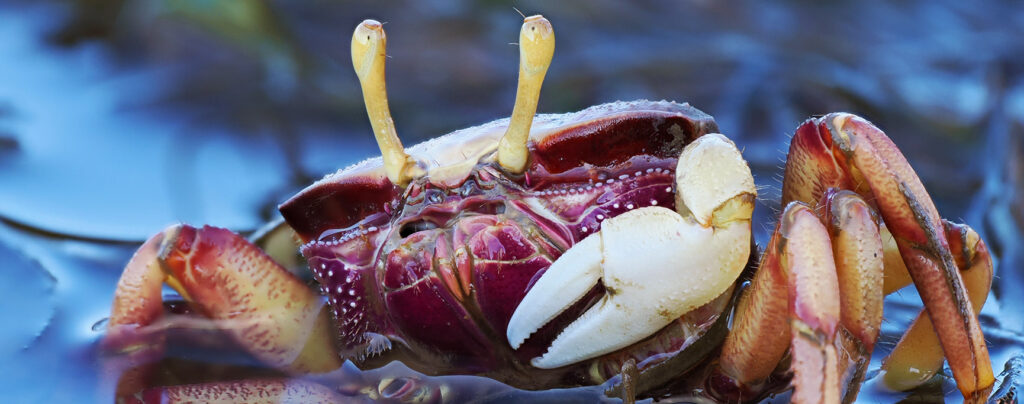 How to get sharper macro photos with focus stacking - wildmacro - extreme macro photography