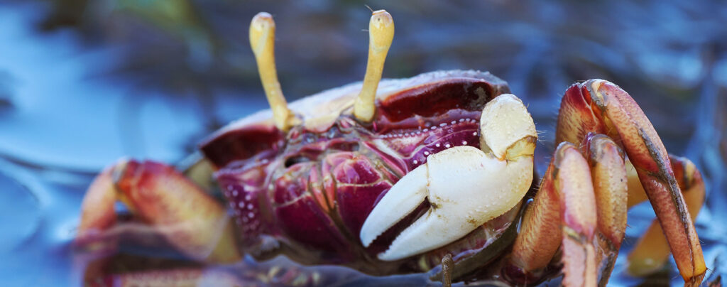 How to get sharper macro photos with focus stacking - wildmacro ...