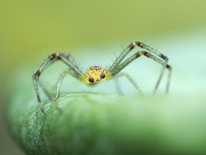 How to: Focus Stacking and Bracketing techniques for Macro Photography ...