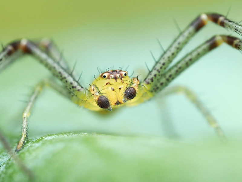 How to: Focus Stacking and Bracketing techniques for Macro Photography ...