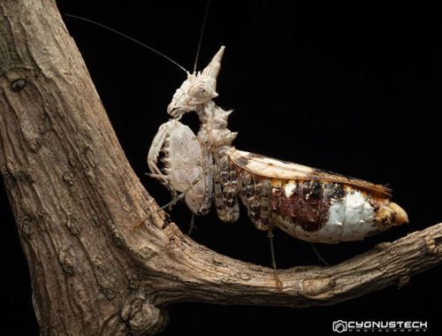 The Best Flash Diffusers for Macro Photography - wildmacro - extreme ...