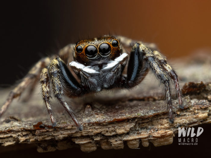 The Best Flash Diffusers for Macro Photography - wildmacro - extreme macro photography