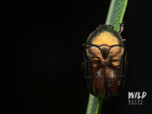 The Best Flash Diffusers for Macro Photography - wildmacro - extreme ...