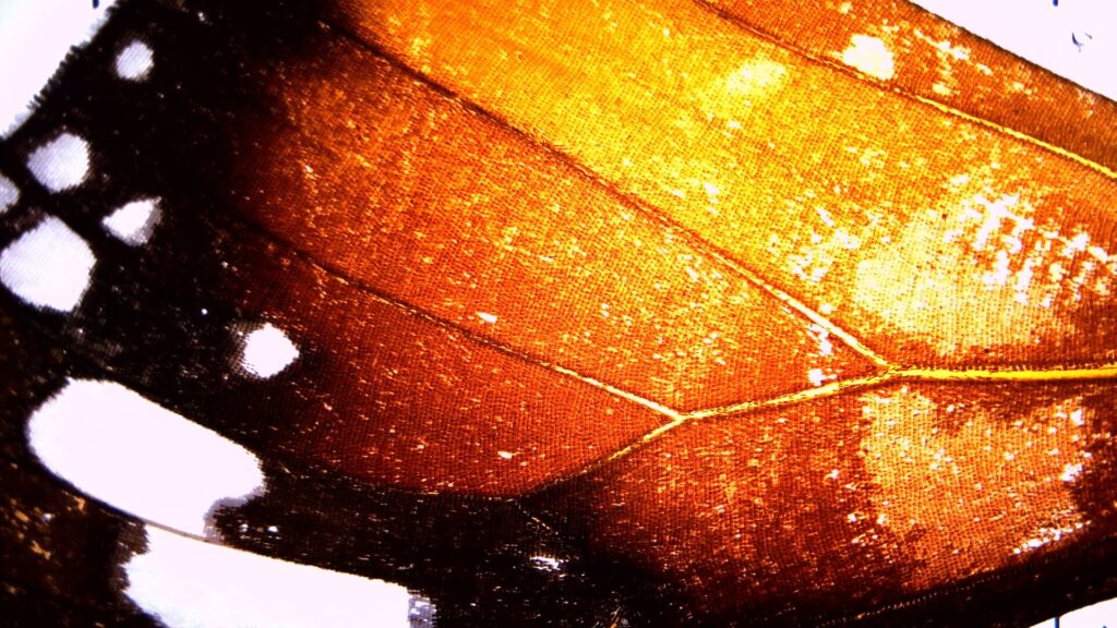 Review: DARWIN M2 Digital Microscope from Beaverlab - wildmacro ...