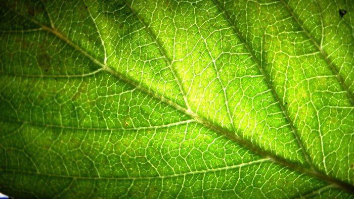 Review: DARWIN M2 Digital Microscope from Beaverlab - wildmacro ...