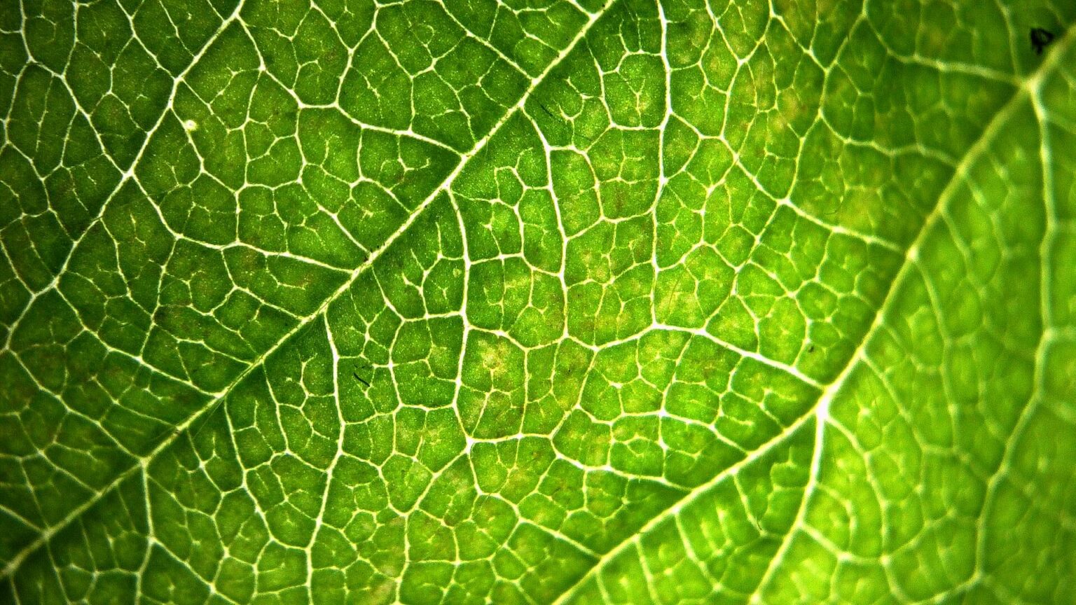 Review: DARWIN M2 Digital Microscope from Beaverlab - wildmacro ...