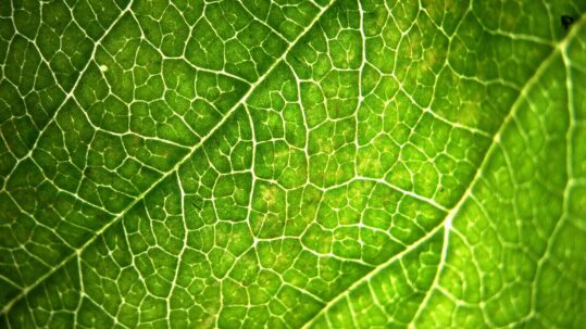 Review: DARWIN M2 Digital Microscope from Beaverlab - wildmacro ...