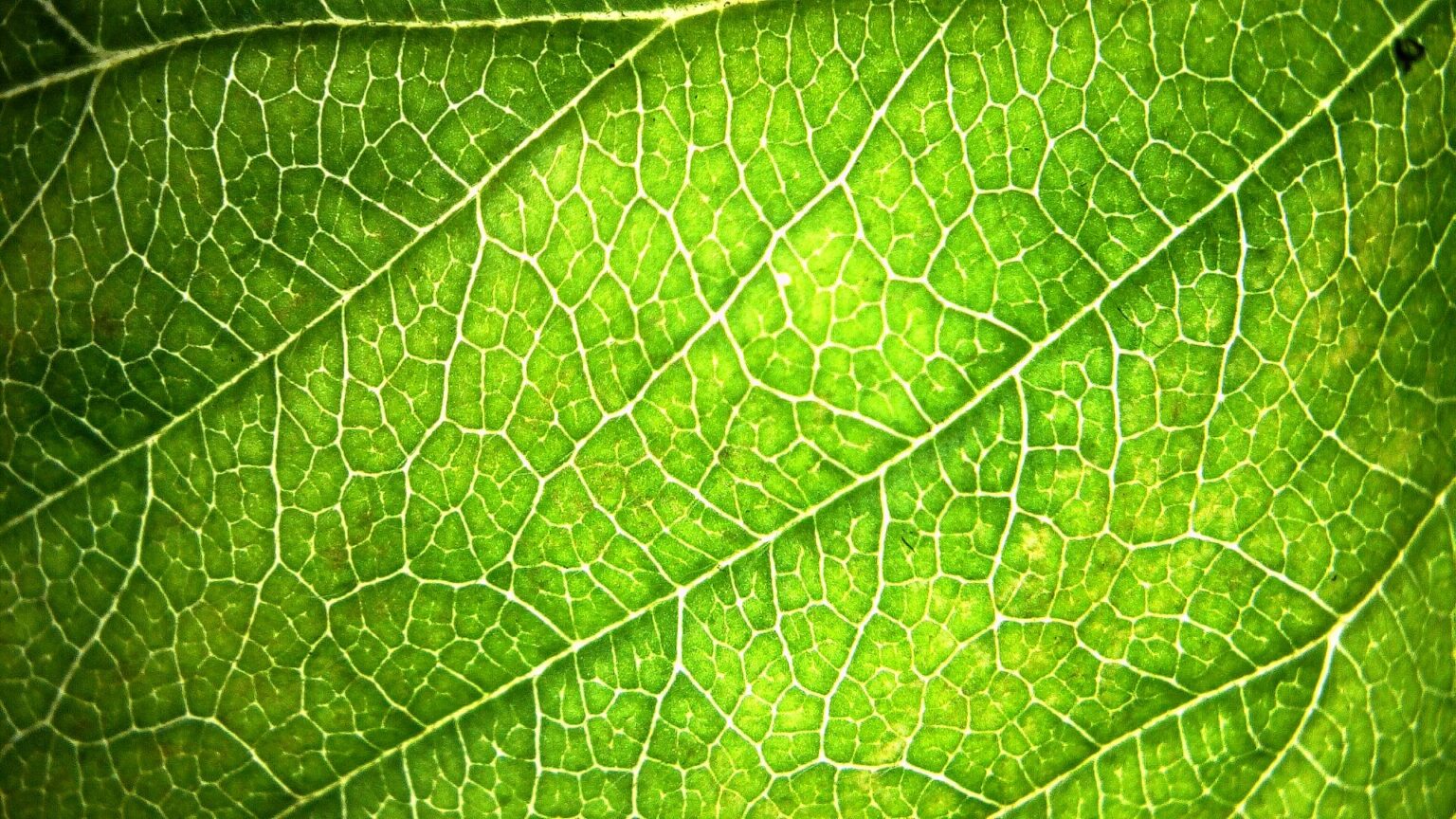 Review: DARWIN M2 Digital Microscope from Beaverlab - wildmacro ...