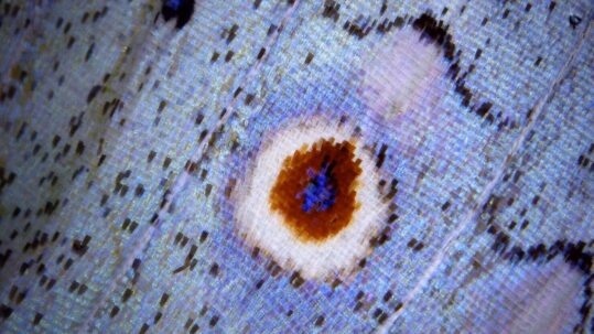 Review: DARWIN M2 Digital Microscope from Beaverlab - wildmacro ...