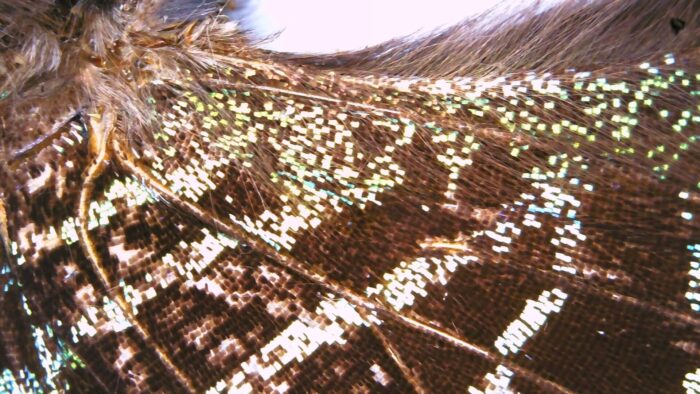 Review: DARWIN M2 Digital Microscope from Beaverlab - wildmacro ...