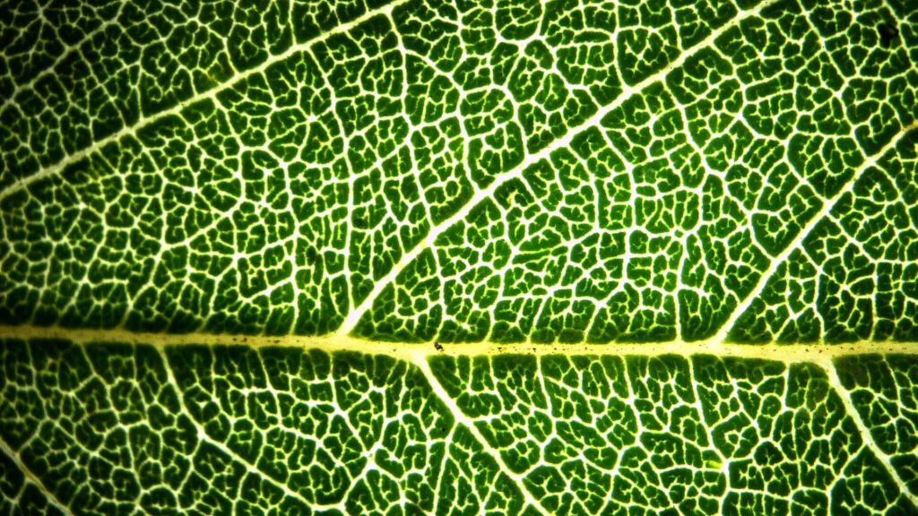 Review: DARWIN M2 Digital Microscope from Beaverlab - wildmacro ...