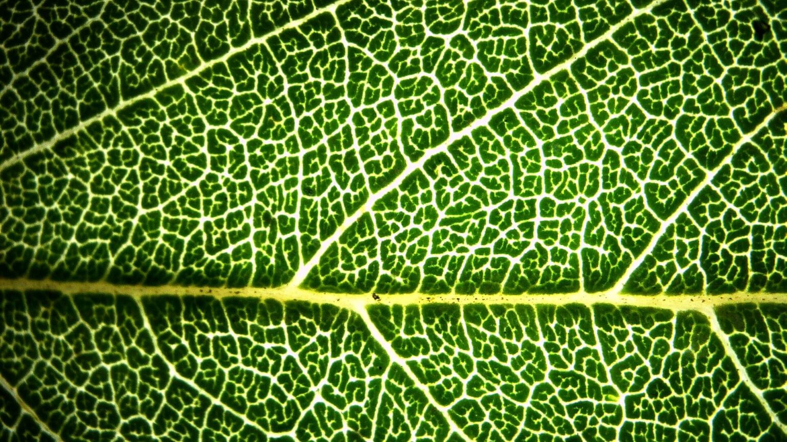 Review: DARWIN M2 Digital Microscope from Beaverlab - wildmacro ...