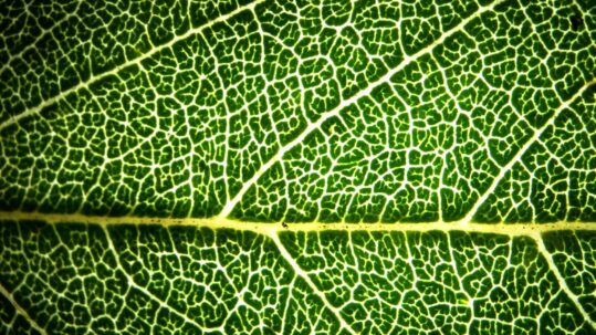 Review: DARWIN M2 Digital Microscope from Beaverlab - wildmacro ...